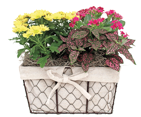 Ladybug Florist – Your Florist in Toronto for Flowers and Gifts for All ...